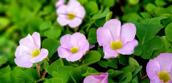 MARKHAM NATURE PARK & ARBORETUM - Updated July 2024 - 288 Photos & 31 ...