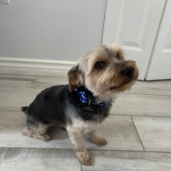 MOOCHI DOG SALON AND SUPPLY - Updated July 2025 - 252 Photos & 269 ...