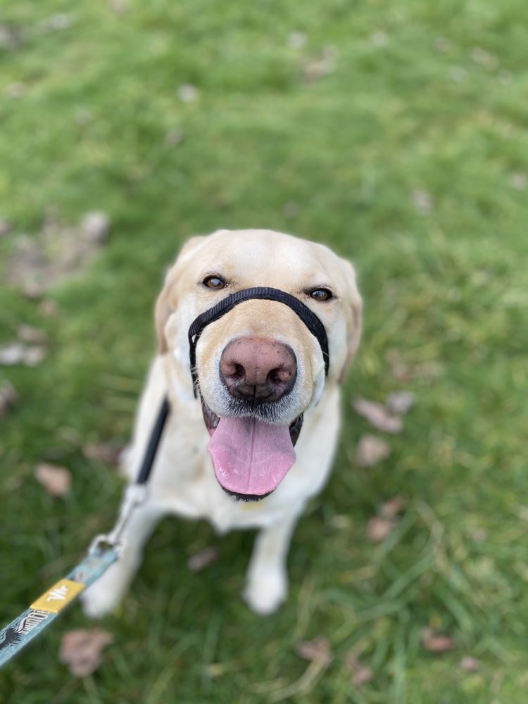 DRAGONFLY DOGS - 15 Photos - PO Box 5196, Central Point, Oregon - Pet ...