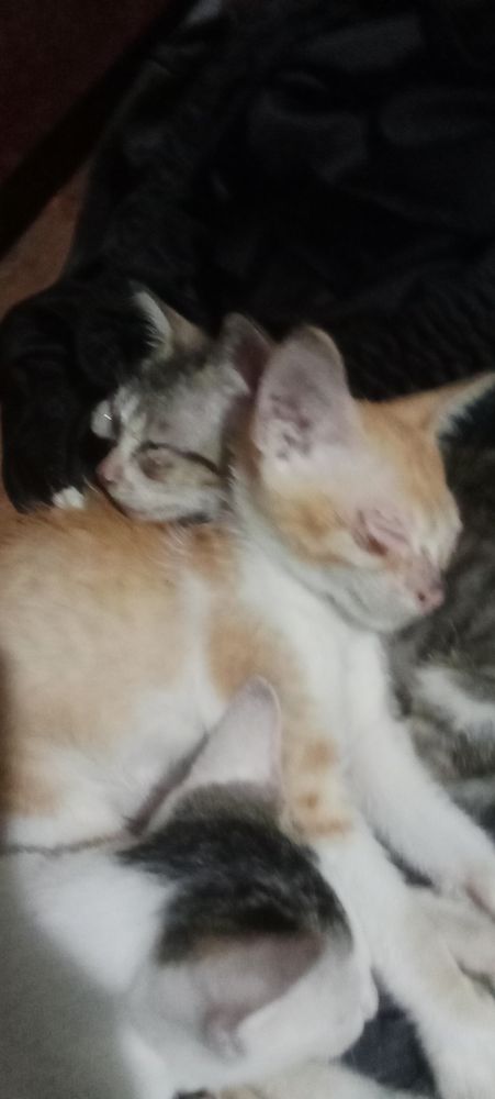 PHILIPPINE ANIMAL RESCUE TEAM - Updated May 2025 - Skyline Road, San ...