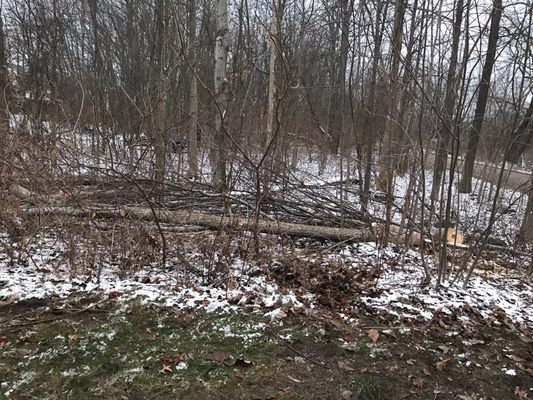 KAPPEN TREE SERVICE - Updated December 2025 - 11 Reviews - 2675 Hurds ...