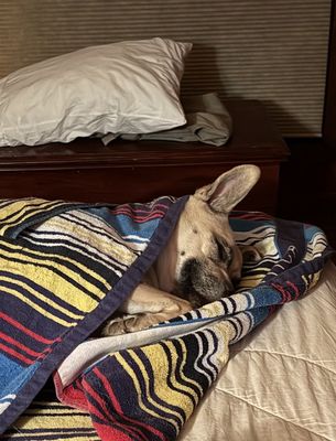 HERSHIRE ANIMAL HOSPITAL - Updated January 2026 - 12 Reviews - 406 ...