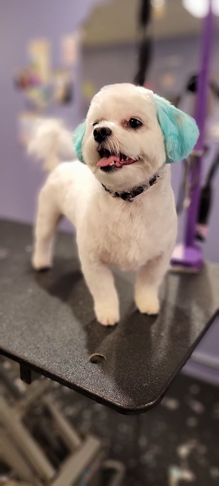 THE GRATEFUL DOG OF ROGERS PARK - Updated December 2025 - 78 Photos ...