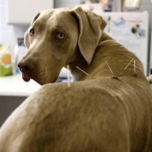 NEURO VET - Updated January 2026 - 30 Photos - 425 Gregory Ln, Pleasant ...