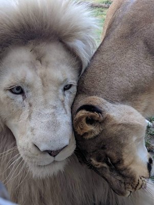 TIGER WORLD - 376 Photos & 100 Reviews - 4400 Cook Rd, Rockwell, North ...