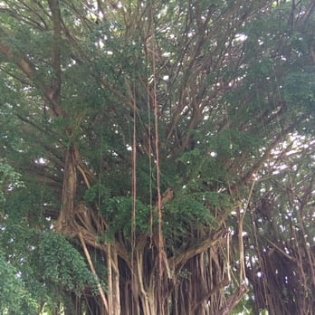 BANYAN DRIVE - Updated September 2025 - 60 Photos & 20 Reviews - Banyan ...