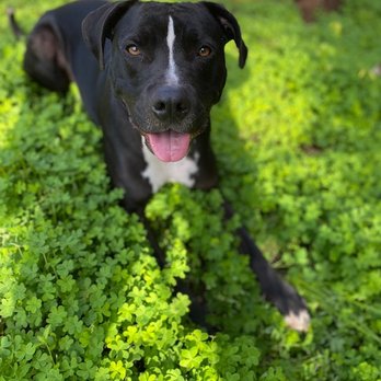 IT’S THE PITS DOG RESCUE - Updated January 2026 - 100 Photos & 81 ...