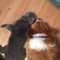 Edinburgh Animal Hospital - Updated May 2026 - 58 Photos & 52 Reviews ...