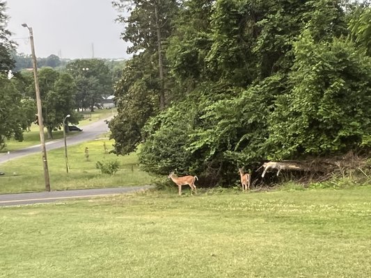 SHELBY GOLF COURSE - 30 Photos & 22 Reviews - 2021 Fatherland St ...