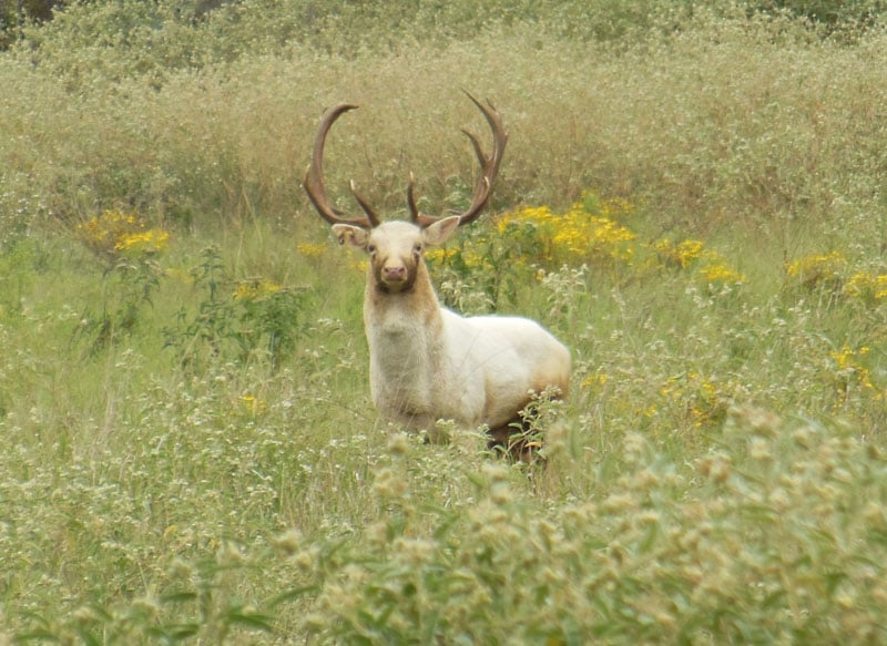 RED STAG RANCH - Updated July 2025 - 13915 Hwy 7 E, Centerville, Texas ...