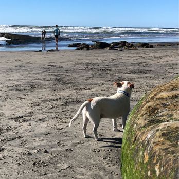 DEL MAR DOG BEACH - Updated June 2024 - 75 Photos & 21 Reviews - 3902 ...