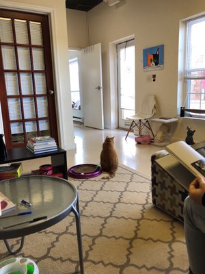 CATNIP CAT CAFE - 159 Photos & 39 Reviews - Pet Adoption - 1611-B ...