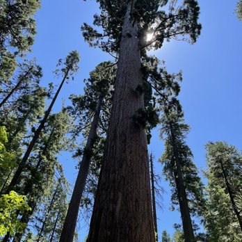 CALAVERAS BIG TREES STATE PARK - Updated August 2024 - 1101 Photos ...