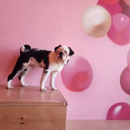 CUPPA PUG - Updated June 2025 - 166 Photos & 62 Reviews - 607 W 9th Ave ...