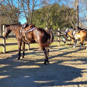 LONE STAR RANCH & RODEO - Ranches - 30 Photos & 16 Reviews - 8601 Bluff ...