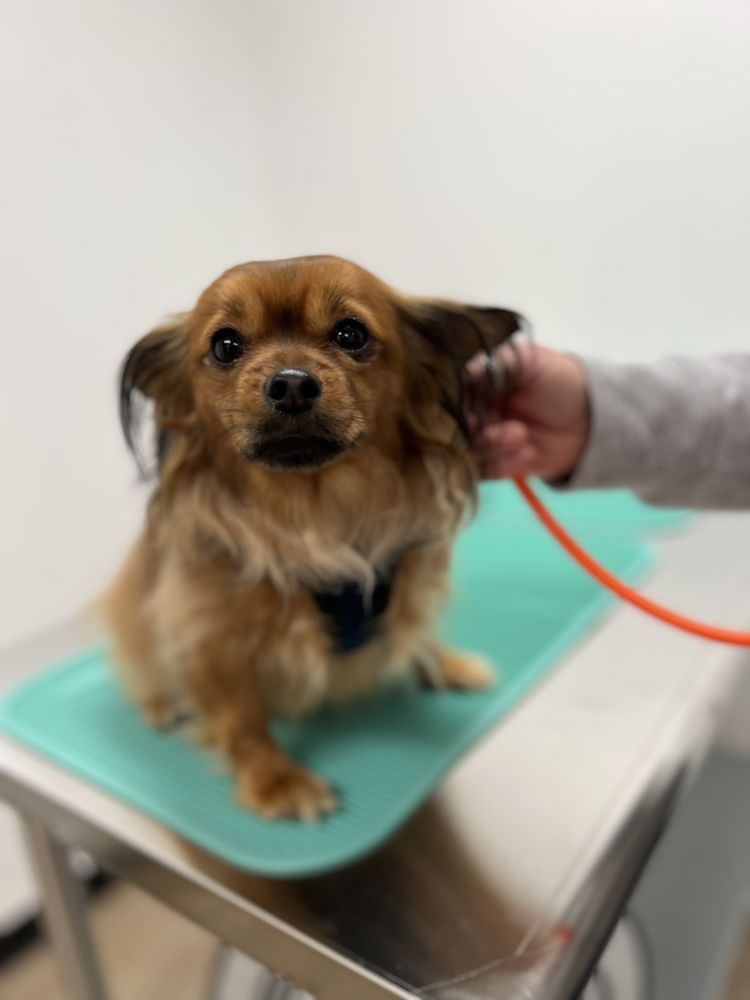 GOOD DAWG TRAINING - Updated January 2026 - 50 Photos & 10 Reviews - 2700 Yulupa Ave, Santa Rosa ...