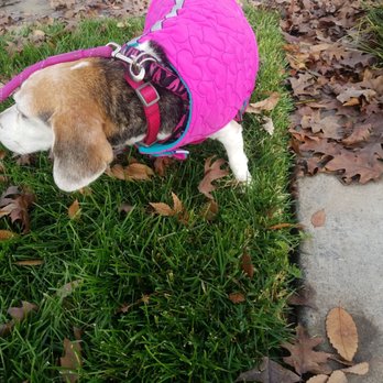 MORSE DOG PARK - Updated November 2024 - 205 Photos & 46 Reviews - 5540 ...