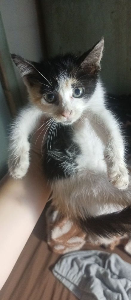 PHILIPPINE ANIMAL RESCUE TEAM - Updated October 2025 - San Jose Del ...