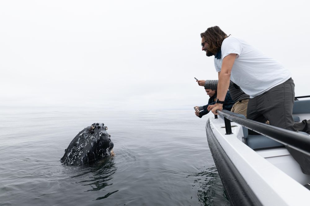 SANTA BARBARA WHALE WATCH - 31 Photos - 302 W Cabrillo Blvd, Santa ...