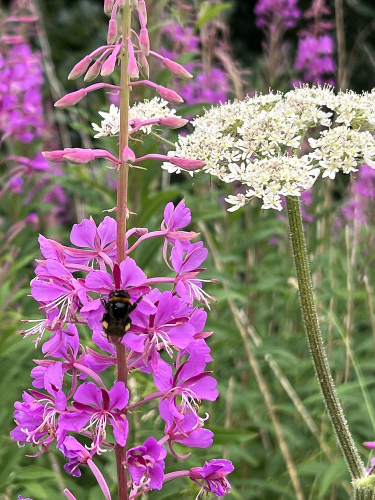 LOGGERHEADS COUNTRY PARK - Ruthin Road, Mold, Flintshire, United ...