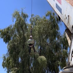 HAYWARD TREE SERVICE - 103 Photos & 115 Reviews - Phoenix, Arizona ...