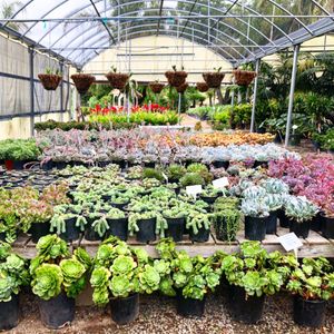 TREE OF LIFE NURSERY - Updated June 2024 - 109 Photos & 64 Reviews ...