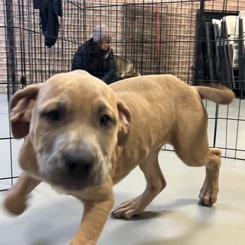 WRIGHT WAY RESCUE - Updated August 2024 - 79 Photos & 187 Reviews ...