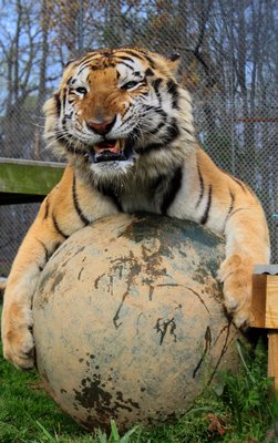 TIGER WORLD - 314 Photos & 89 Reviews - 4400 Cook Rd, Rockwell, NC - Yelp