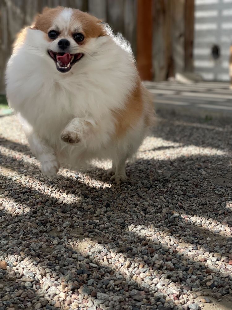 FOUR PAWS INN - Updated December 2024 - 1033 Photos & 178 Reviews ...