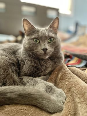 SEATTLE HUMANE - Updated December 2025 - 134 Photos & 222 Reviews ...