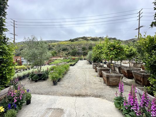 THE STANDARD DESIGN GROUP NURSERIES - TEMP. CLOSED - Updated December ...