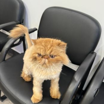 SLATON VETERINARY HOSPITAL - Updated August 2025 - 98 Photos & 179 ...