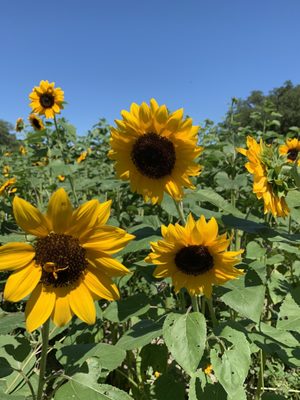 SWEETFIELDS FARM - 181 Photos & 58 Reviews - 17250 Benes Roush Rd ...