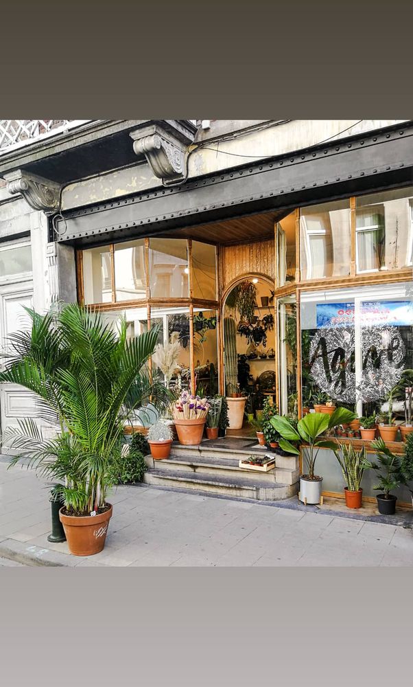 AGAVE - Updated May 2024 - 13 Photos - Rue de Dublin 15, Ixelles ...