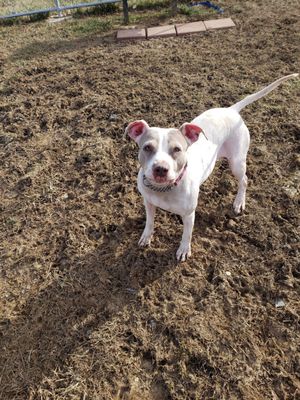THE CENTER FOR ANIMAL HEALTH & WELFARE - Updated May 2026 - 36 Photos ...