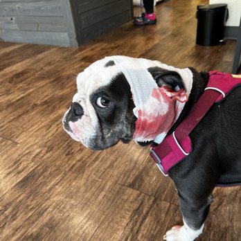 ARROW ANIMAL URGENT CARE - Updated January 2026 - 14 Photos & 56 ...