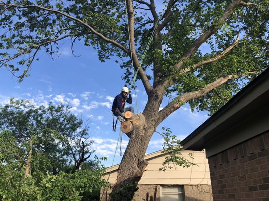 J&J PROFESSIONAL TREE SERVICE - Updated August 2025 - 36 Photos ...