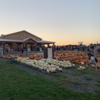 TIM’S PUMPKIN PATCH - Updated October 2024 - 74 Photos & 28 Reviews ...