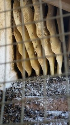 ASAP BEE REMOVAL - Updated November 2025 - 47 Photos & 99 Reviews ...