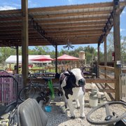 GOOD MOOD RANCH - 28 Photos - 306 Sabal Palm Rd, Naples, Florida ...