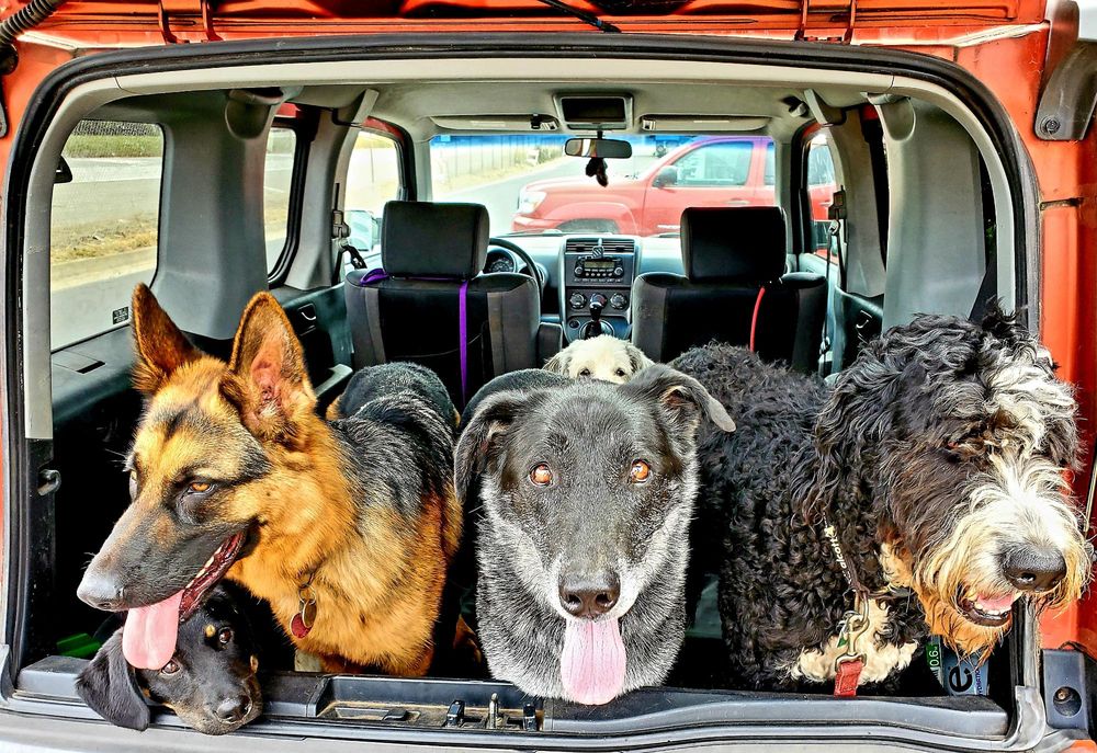 ALL ABOUT SF DOGS - Updated June 2024 - San Francisco, California - Dog ...