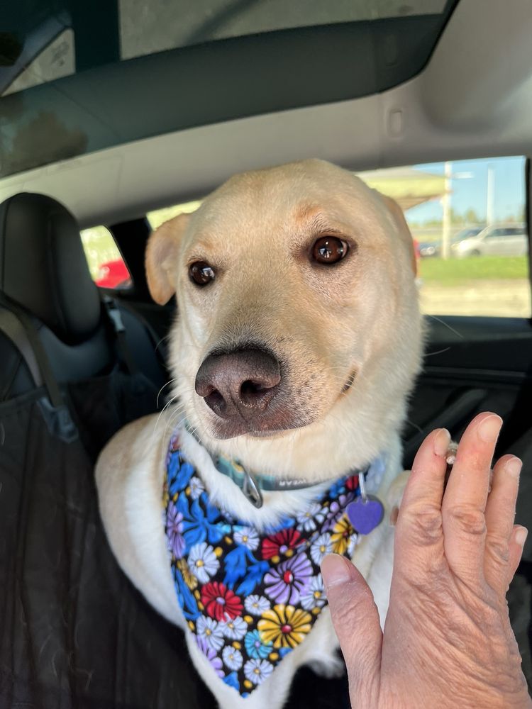 SPRINGDALE KENNELS - Updated January 2026 - 78 Photos & 97 Reviews ...