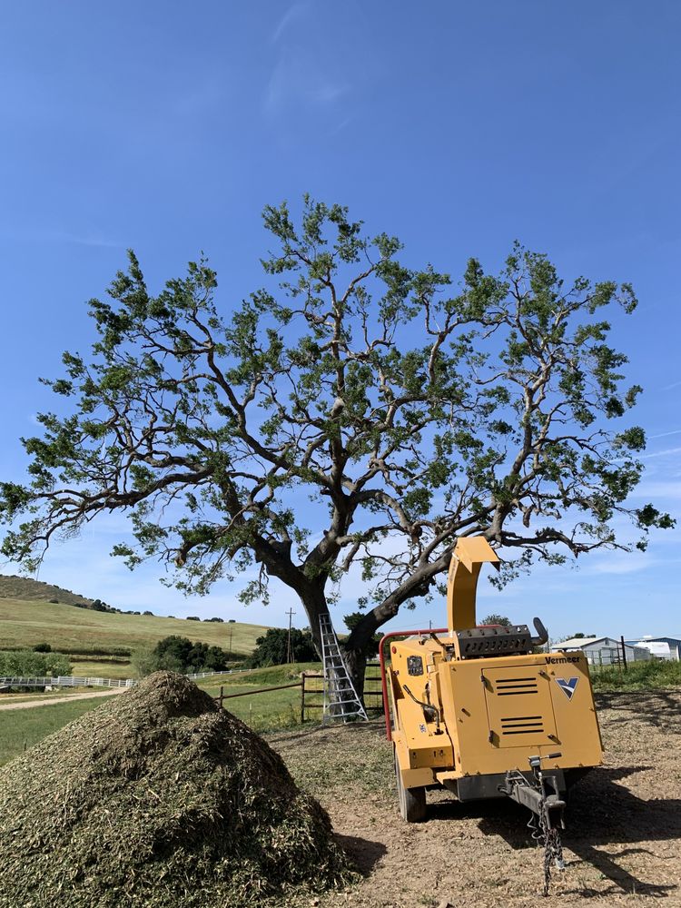 MARTINEZ TREE SERVICE - Updated July 2025 - 22 Photos - King City ...