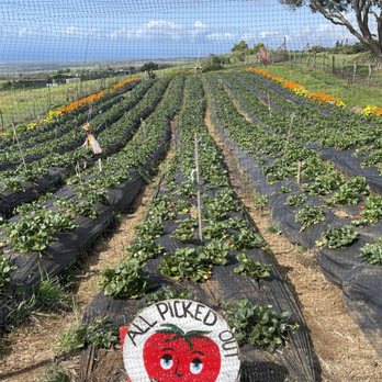 KULA COUNTRY FARMS - Updated July 2025 - 1011 Photos & 134 Reviews ...