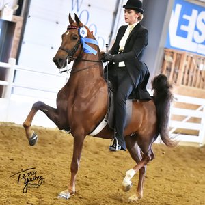 MEMORY LANE STABLES - 119 Photos & 67 Reviews - Horseback Riding - 8290 ...