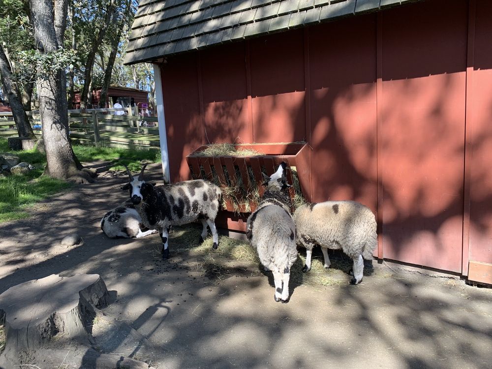 BEACON HILL CHILDREN’S FARM - Updated October 2025 - 143 Photos & 42 ...