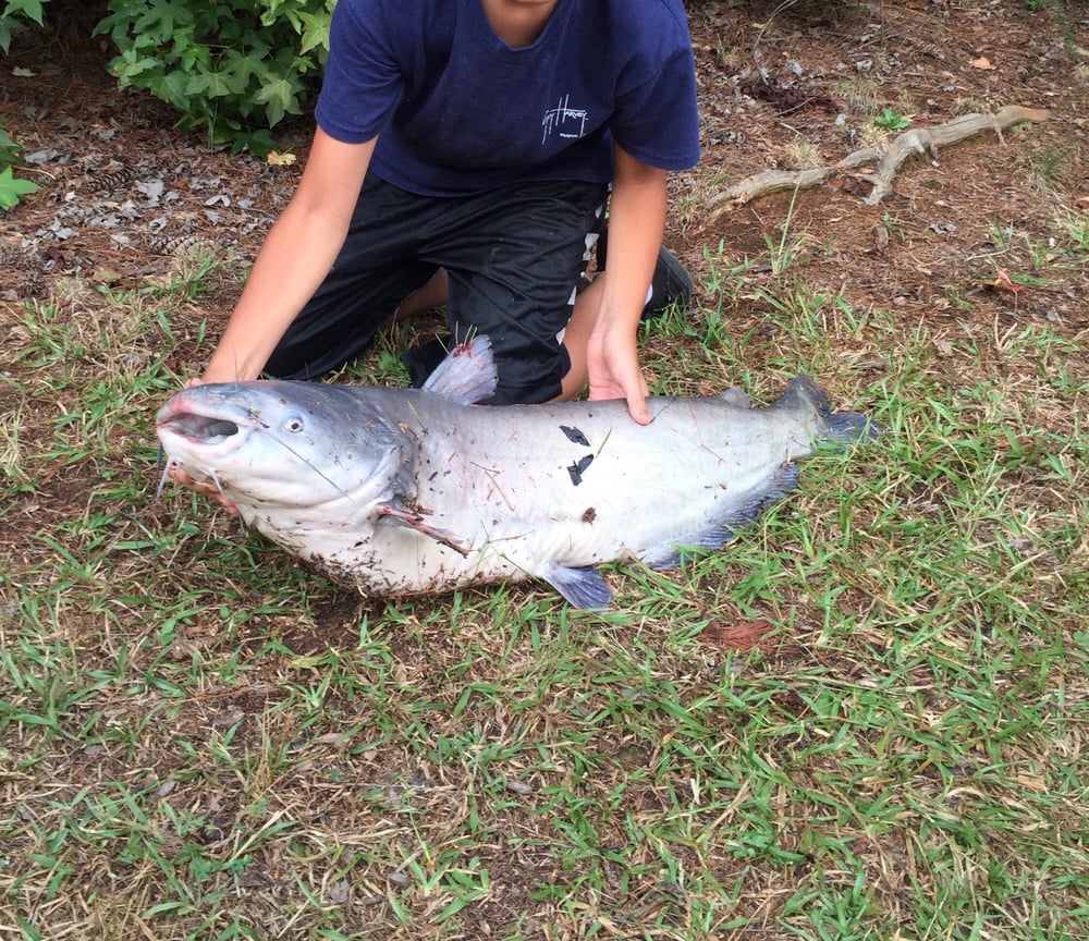 CANNON’S CARP AND CATFISH LAKES - Updated October 2025 - 119 Matts Lake ...