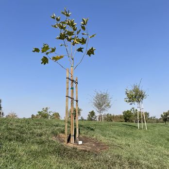 LOUIE’S NURSERY - Updated September 2025 - 286 Photos & 190 Reviews ...