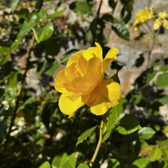 THE BERKELEY ROSE GARDEN - Updated July 2025 - 1096 Photos & 267 ...