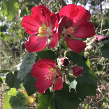 UCR BOTANIC GARDENS - Updated January 2026 - 699 Photos & 136 Reviews ...